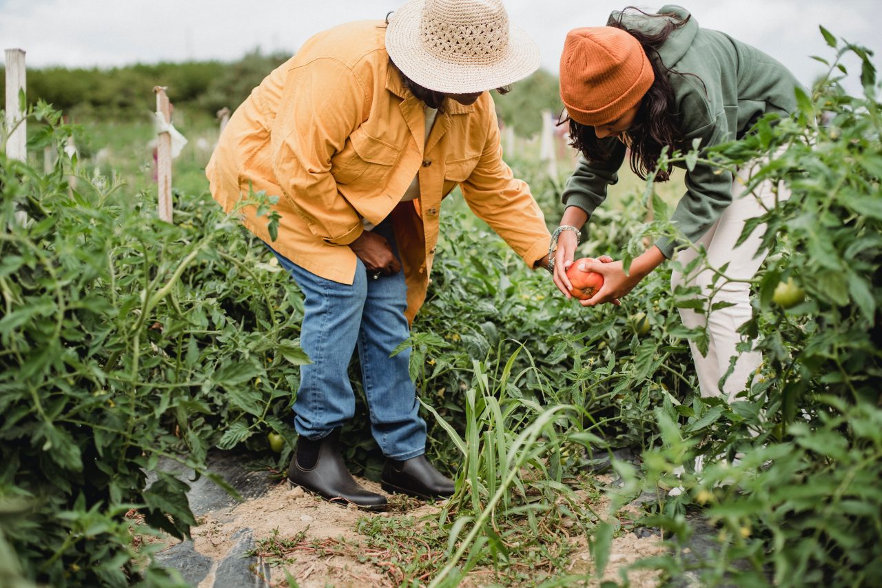 6 Reasons You NEED To Try Growing Your Own Food - VegHealth Institute